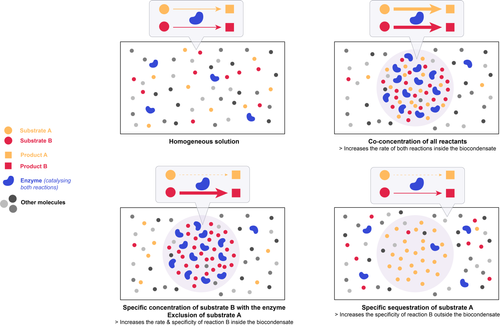 Phase Separation — The Animation Lab