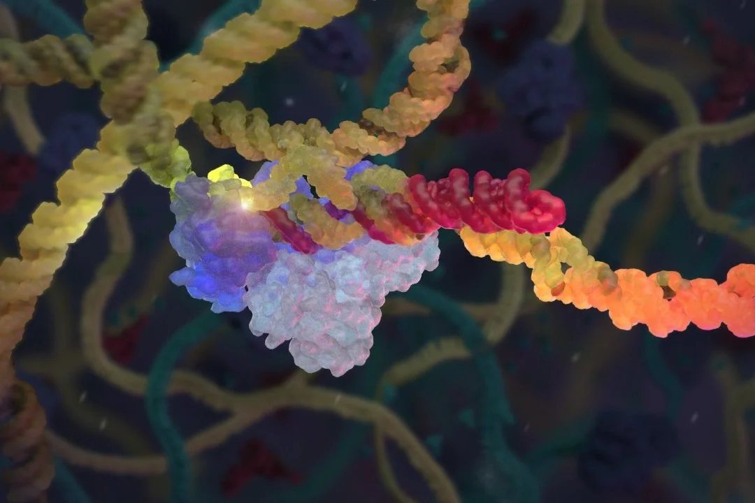 Projects The Animation Lab