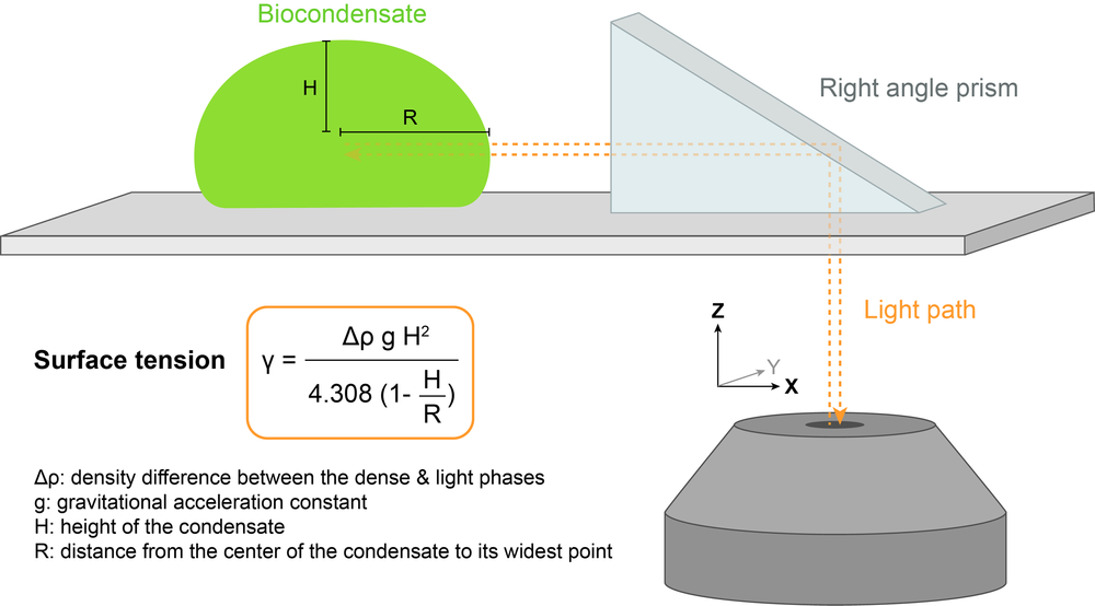Phase Separation — The Animation Lab