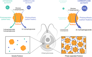 Phase Separation The Animation Lab