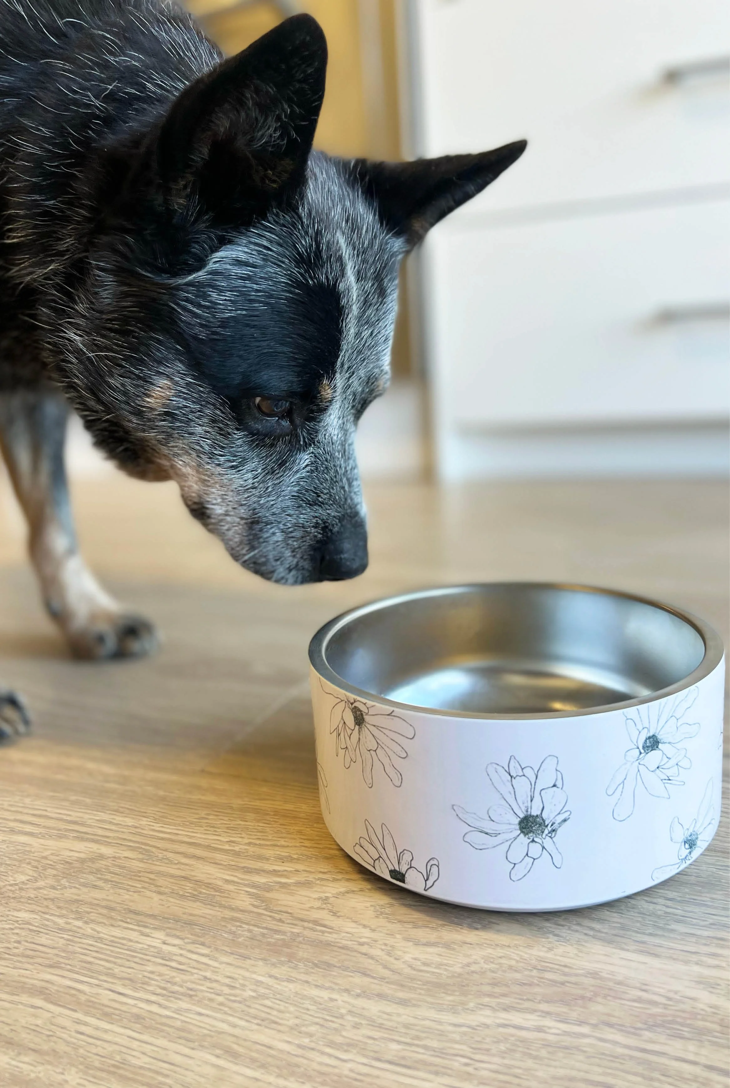 Cute Artist Designed Bowls for Dogs — Talia Designs