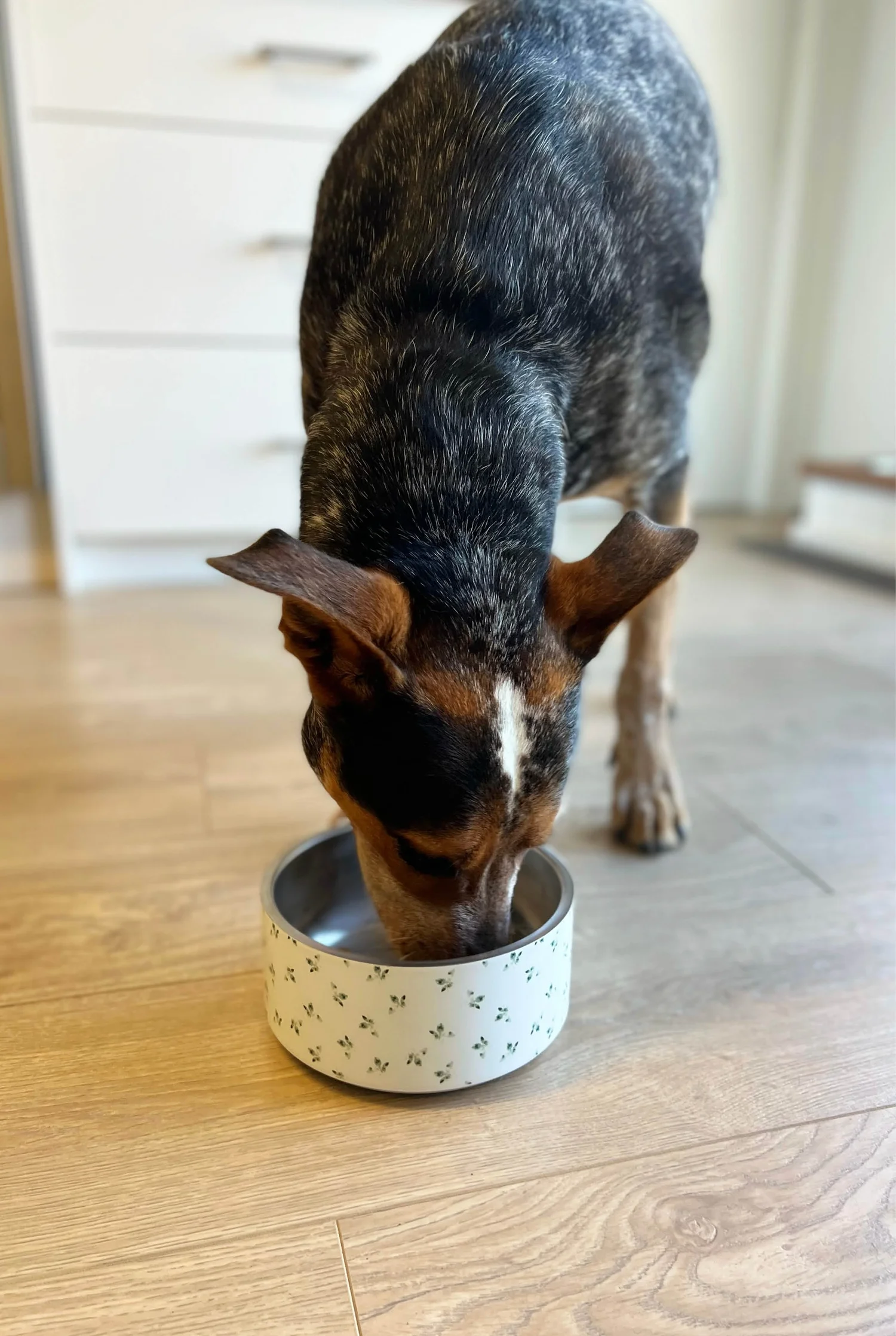 Cute Artist Designed Bowls for Dogs — Talia Designs