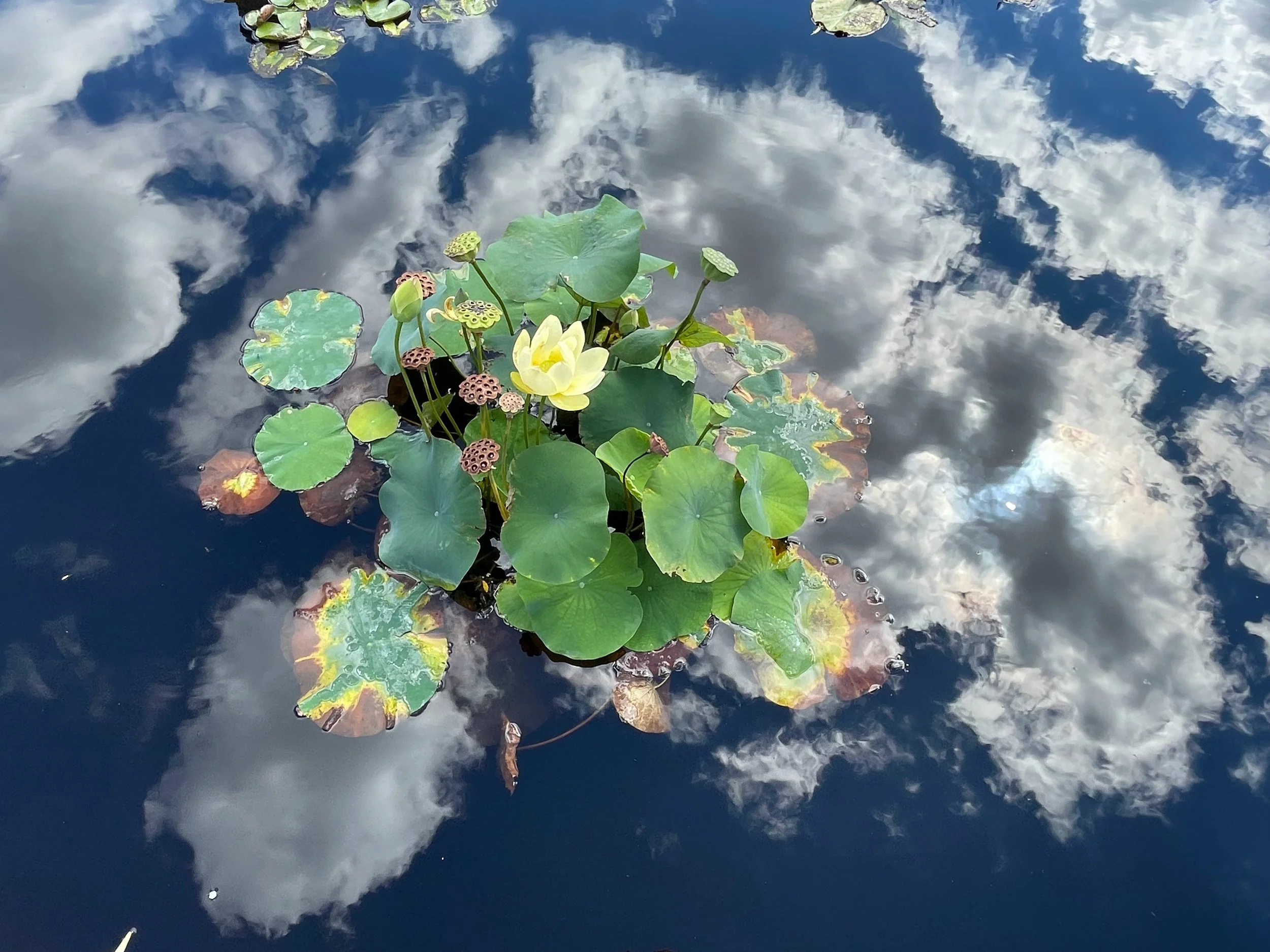 The Ember Chronicles — Ember Health