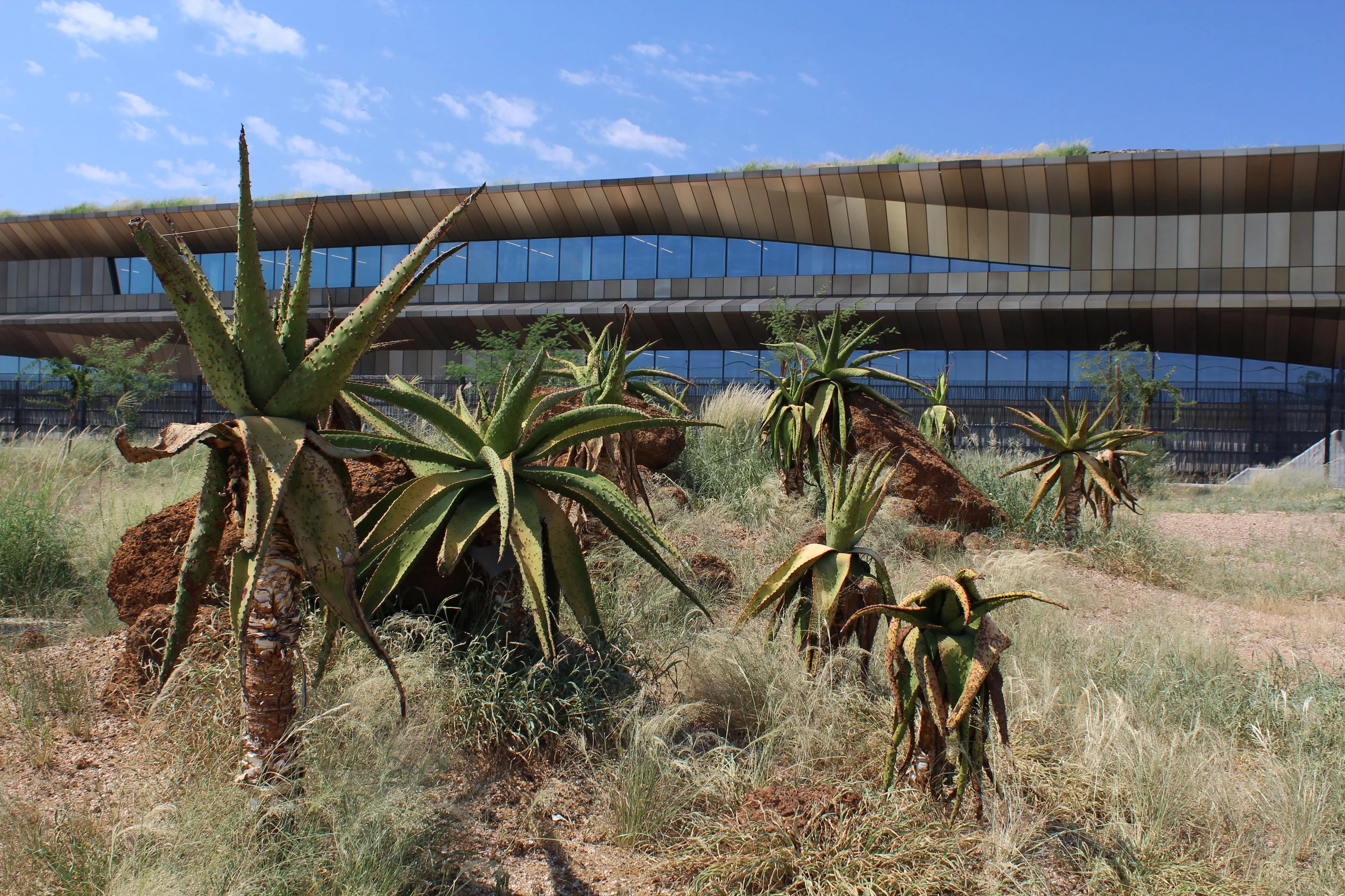 Botswana Innovation Hub — GREENinc Landscape Architecture + Urbanism