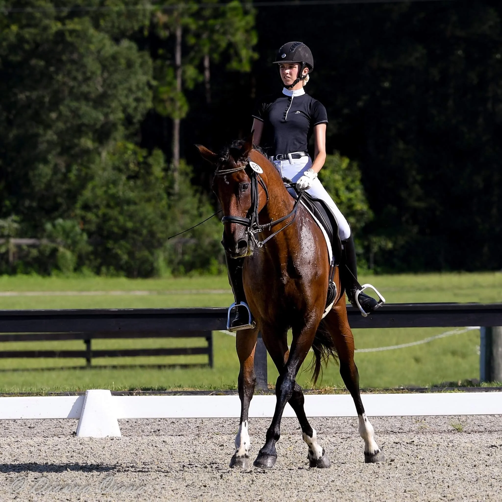 Anna Merritt DressageGallery