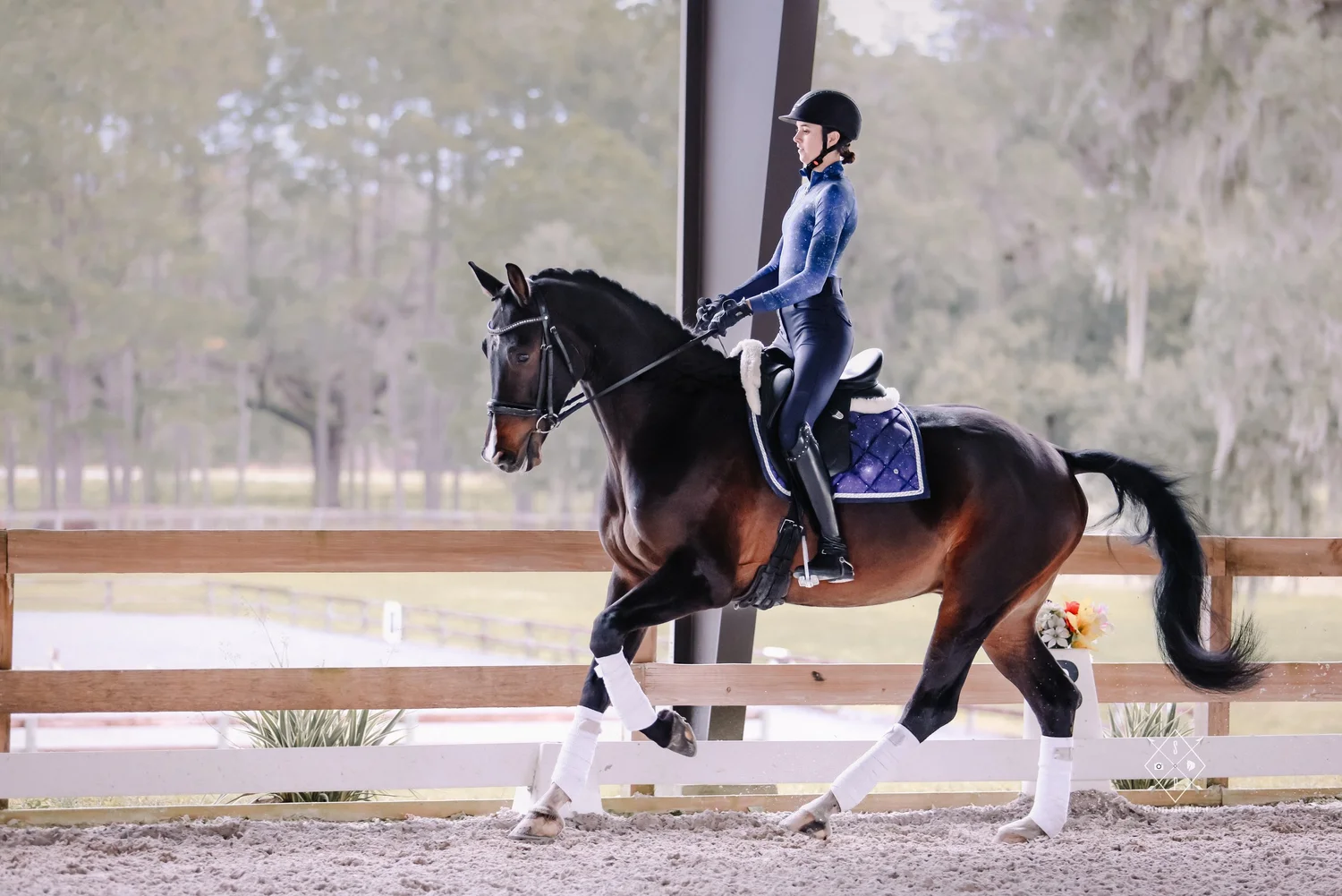 Anna Merritt DressageSales