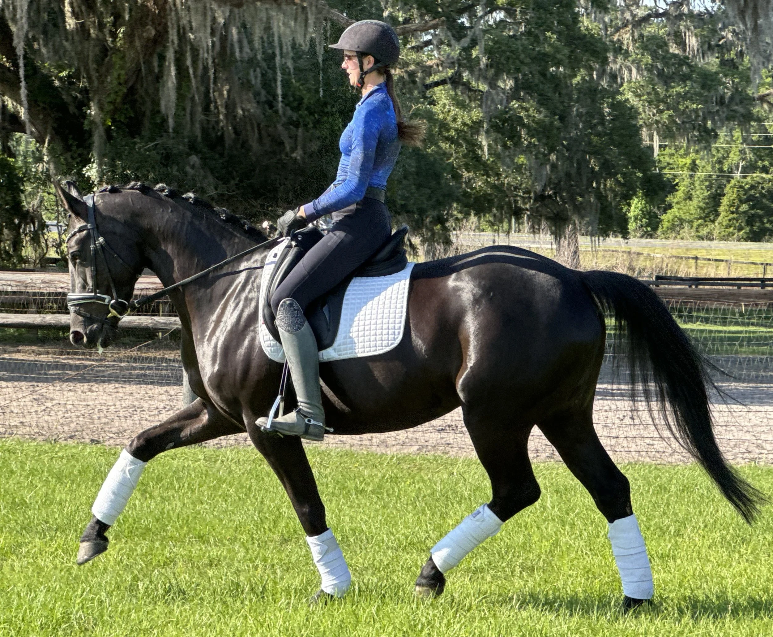 Anna Merritt DressageSales