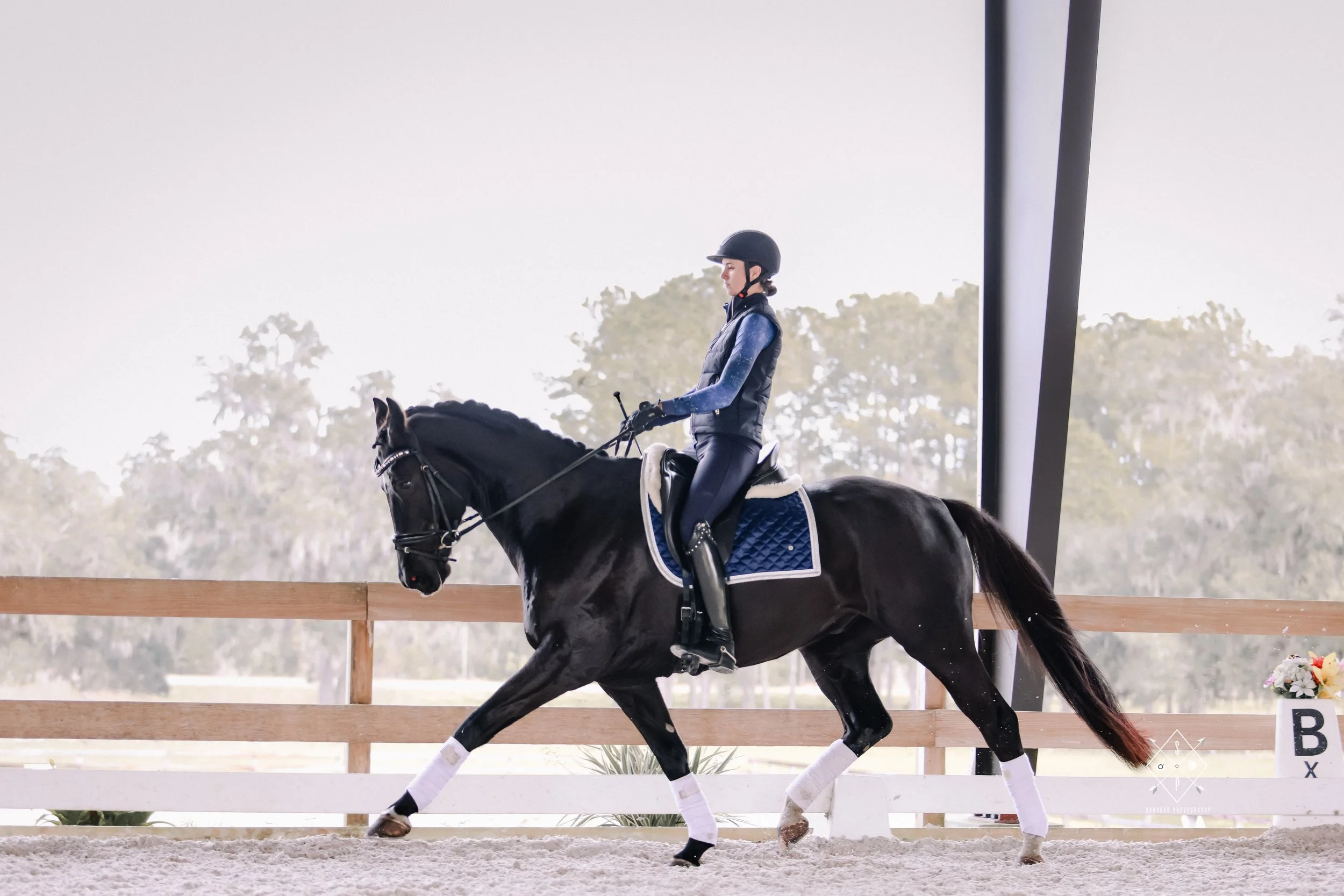 Anna Merritt DressageSales