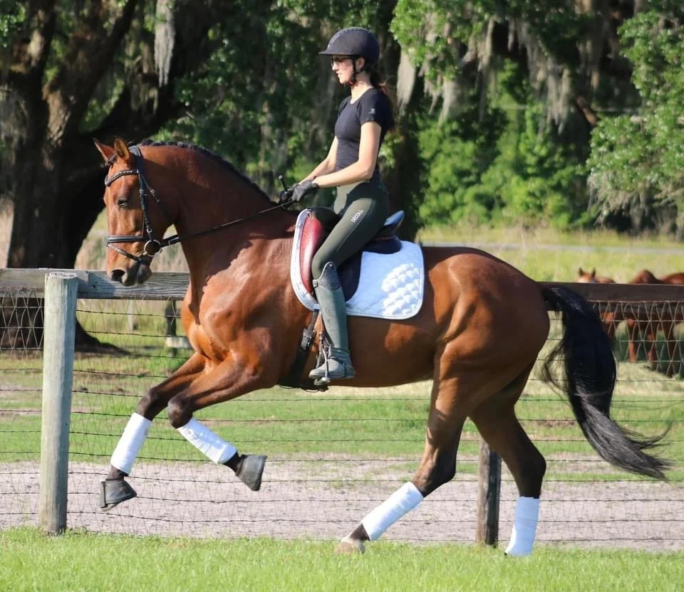 Anna Merritt DressageSales