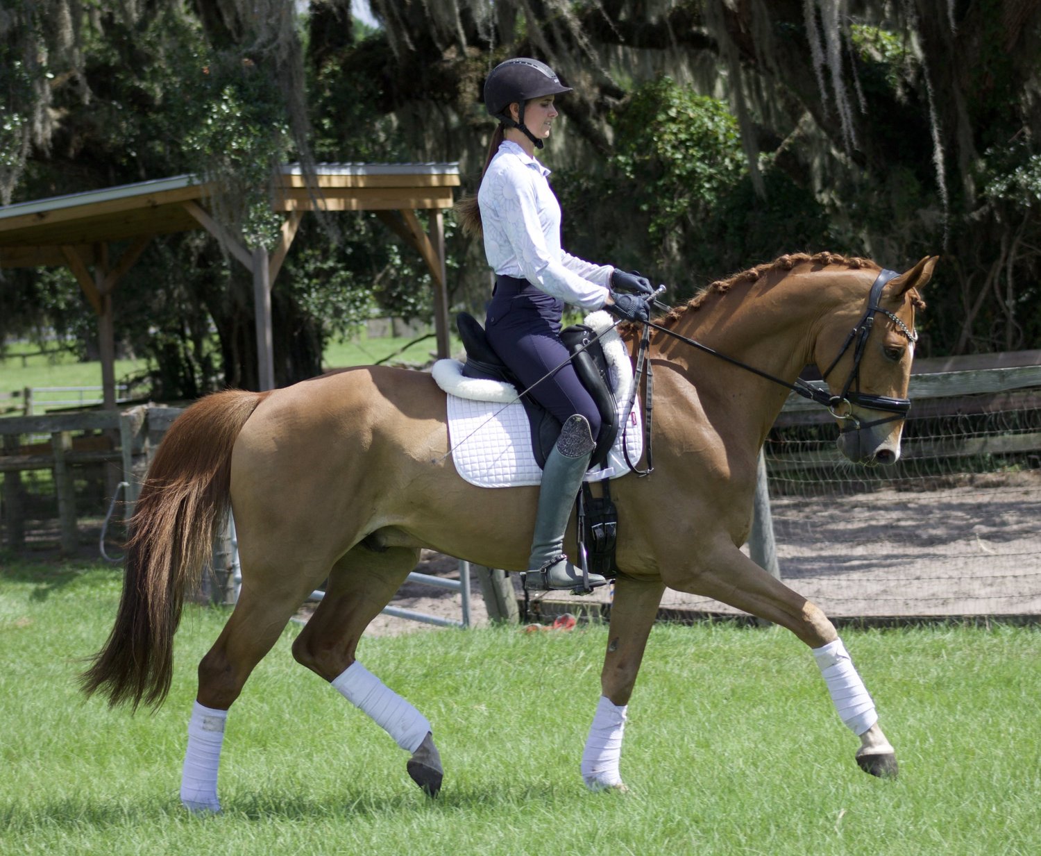 Anna Merritt DressageSales