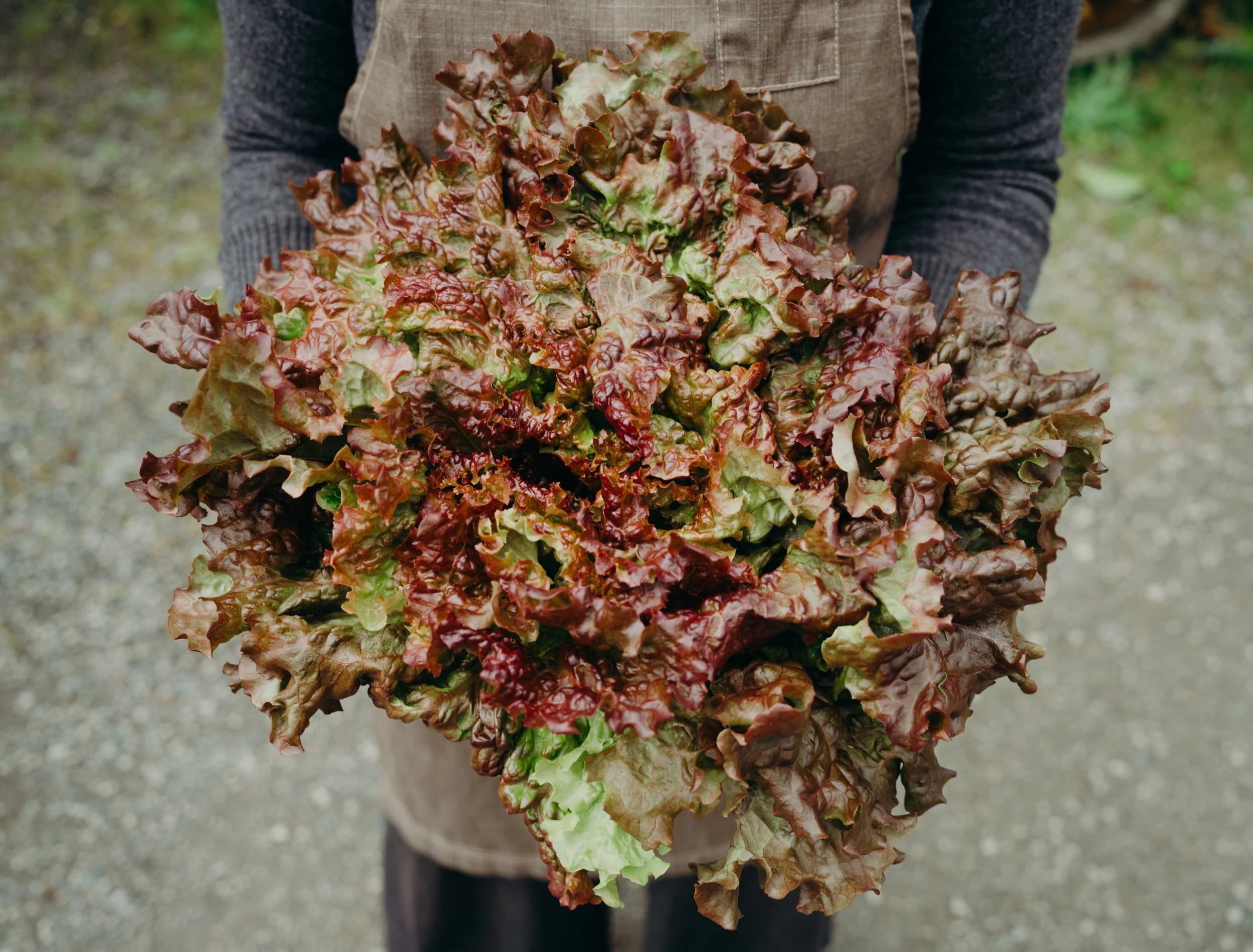 Cuisine — Stowel Lake Farm