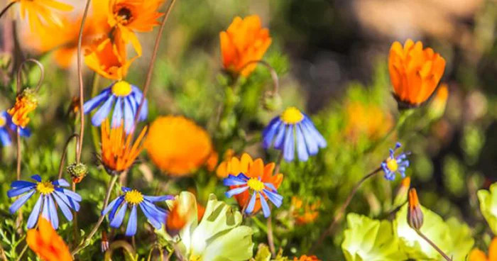 A Flower Safari in South Africa — Byron Magazine