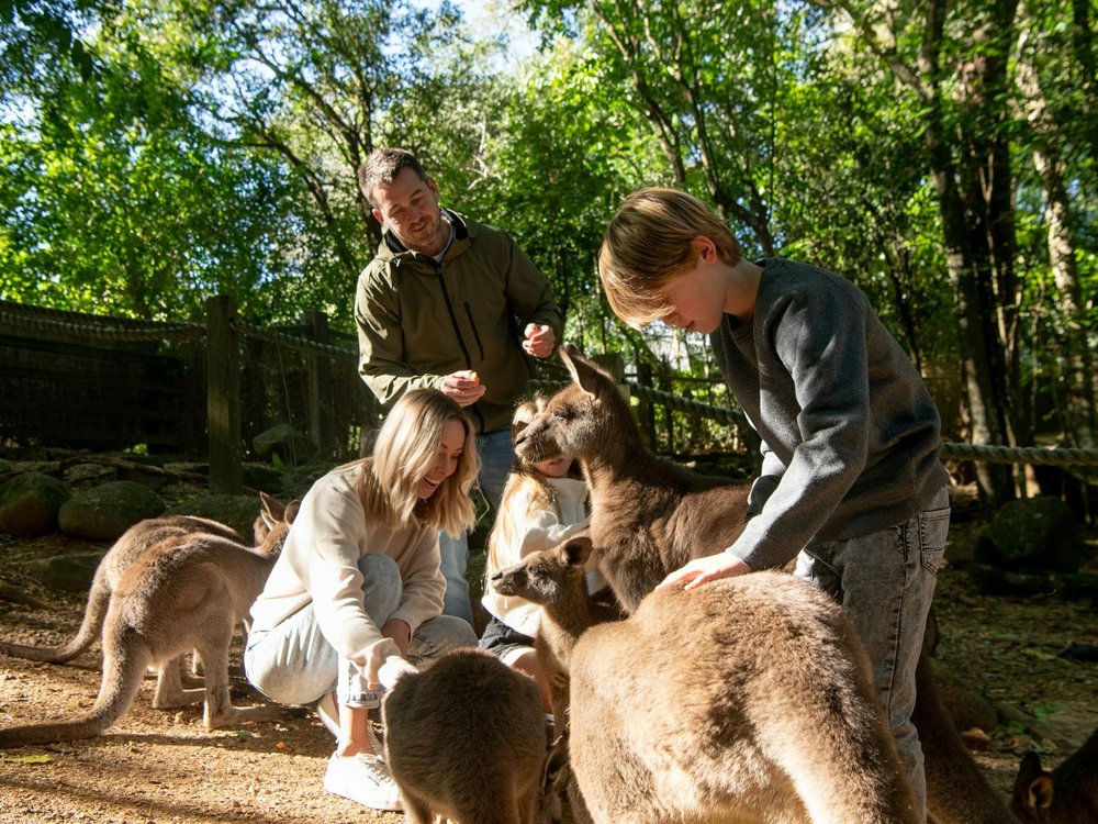 Byron Bay Wildlife Sanctuary Unveils New Family Nature Play Precinct ...