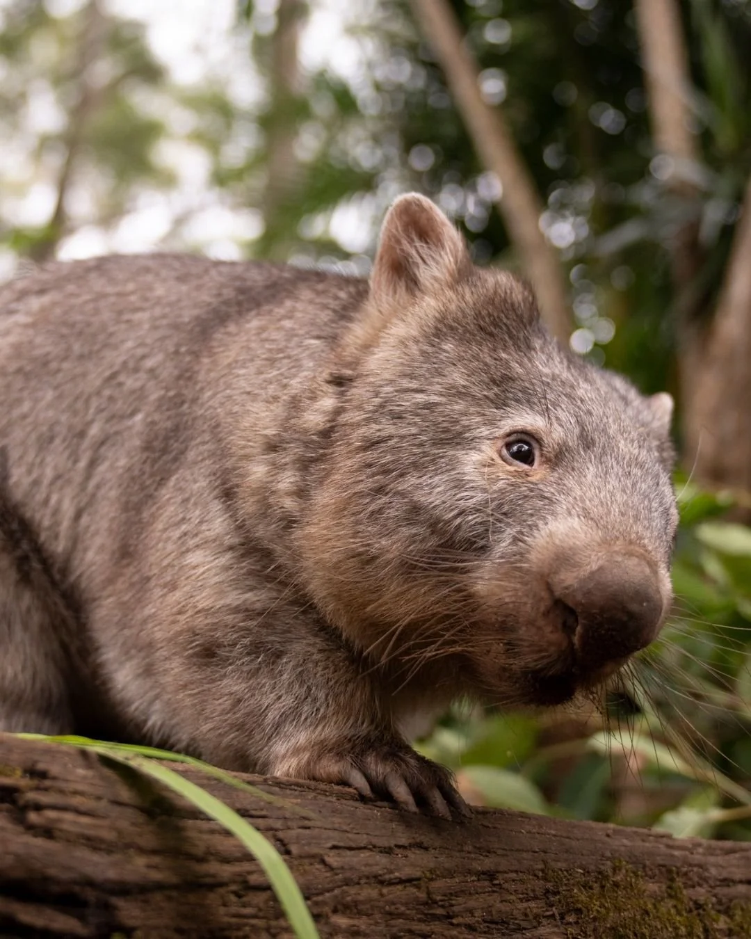 Byron Bay Wildlife Sanctuary Unveils New Family Nature Play Precinct ...