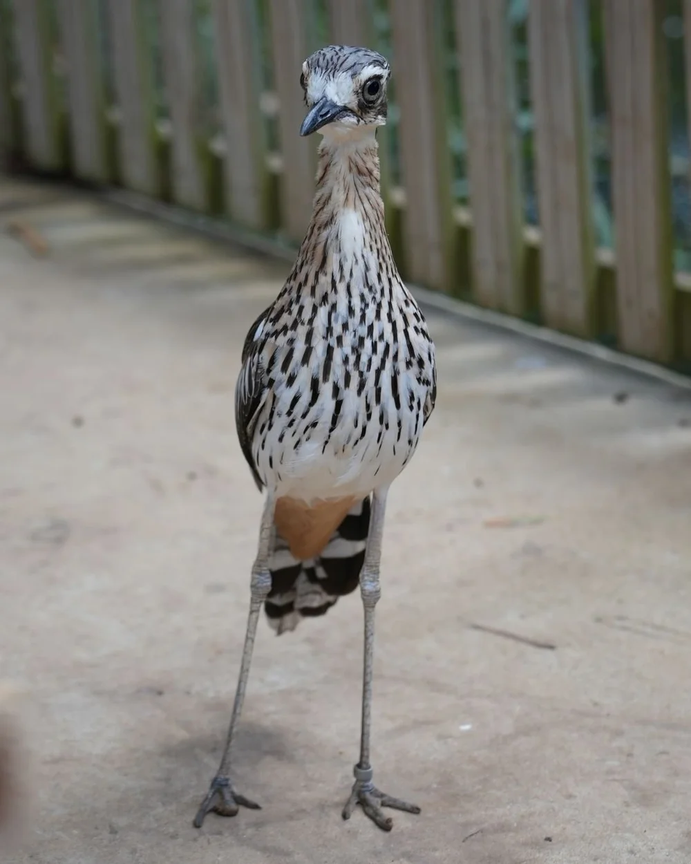 Byron Bay Wildlife Sanctuary Unveils New Family Nature Play Precinct ...