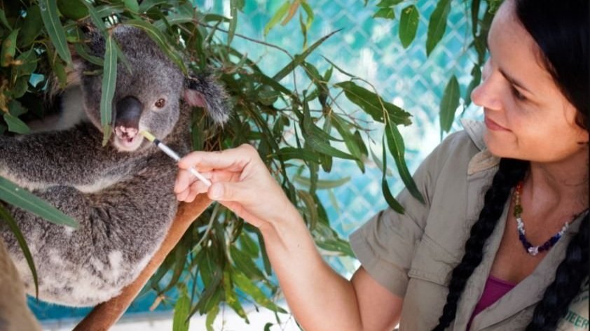 The Vital Link: Understanding Koala Health and Conservation — Byron ...