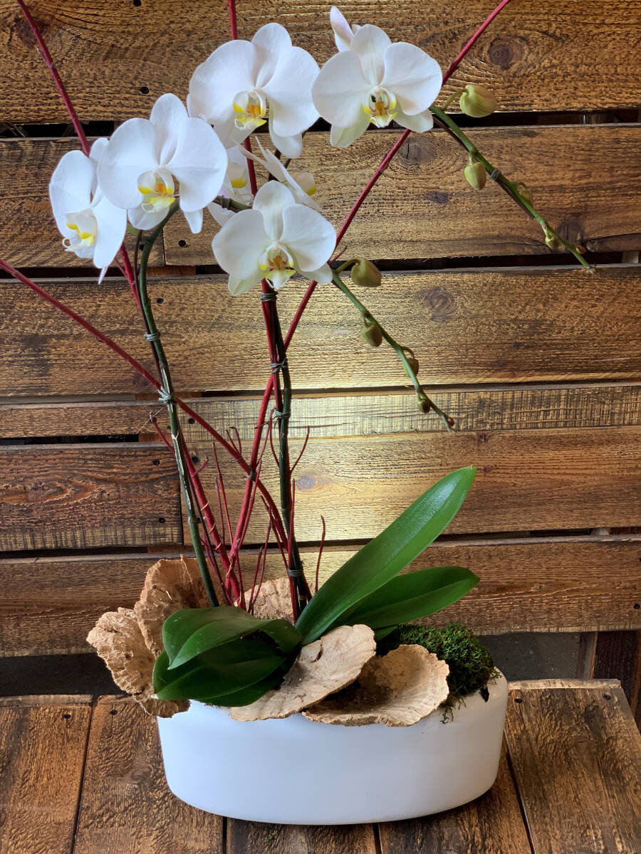 Shop — Anthony Gowder