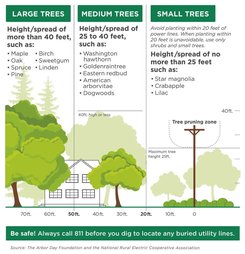 Tree Planting and Trimming — BENCO Electric Cooperative