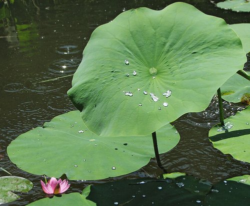 What Is The Lotus Effect and A Hydrophobic Surface? — Capitol Shine ...