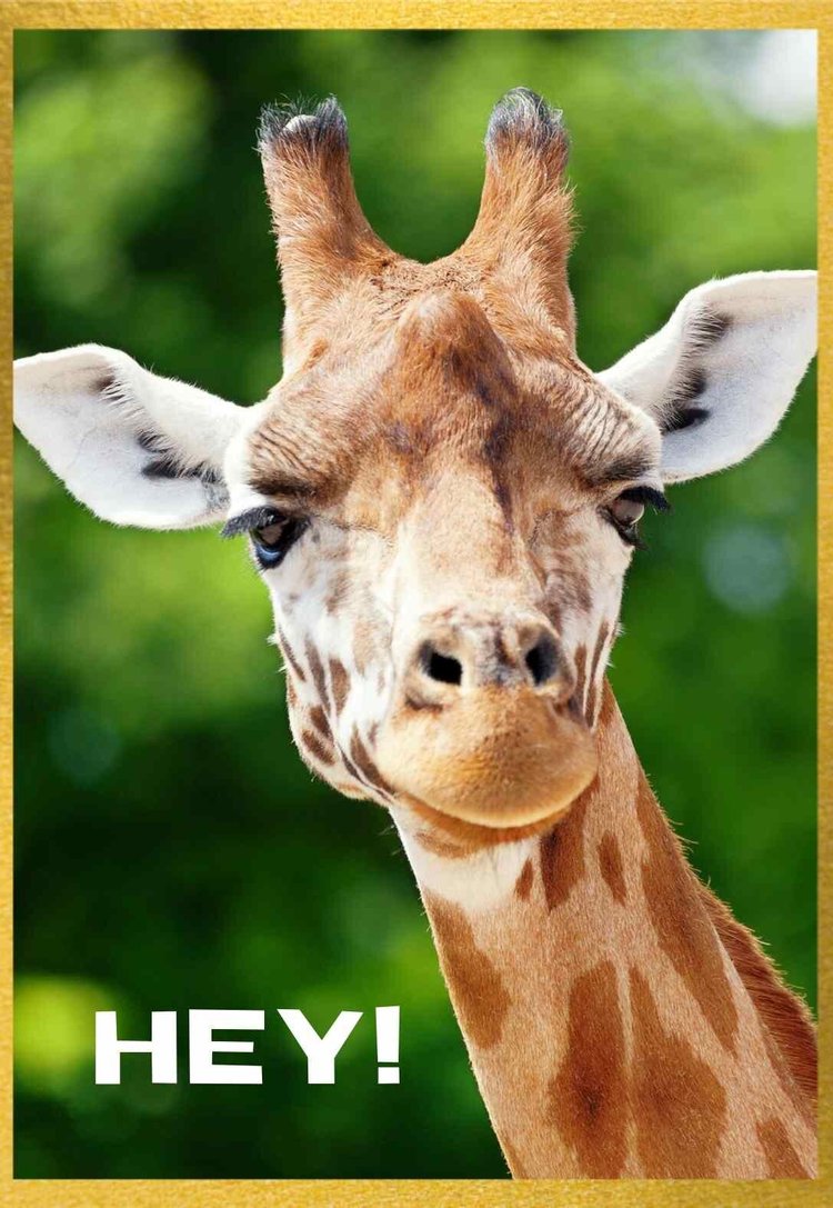 8 Giraffe Printable Birthday Cards (free) — PRINTBIRTHDAY.CARDS
