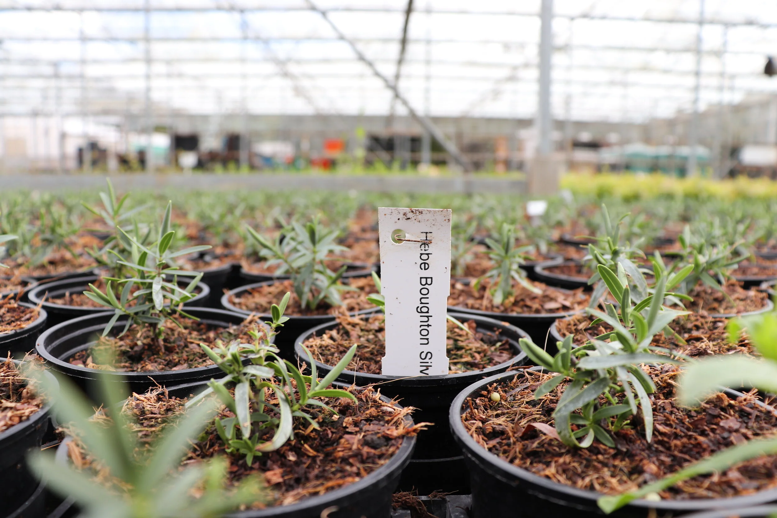 Commercial Horticultural Association