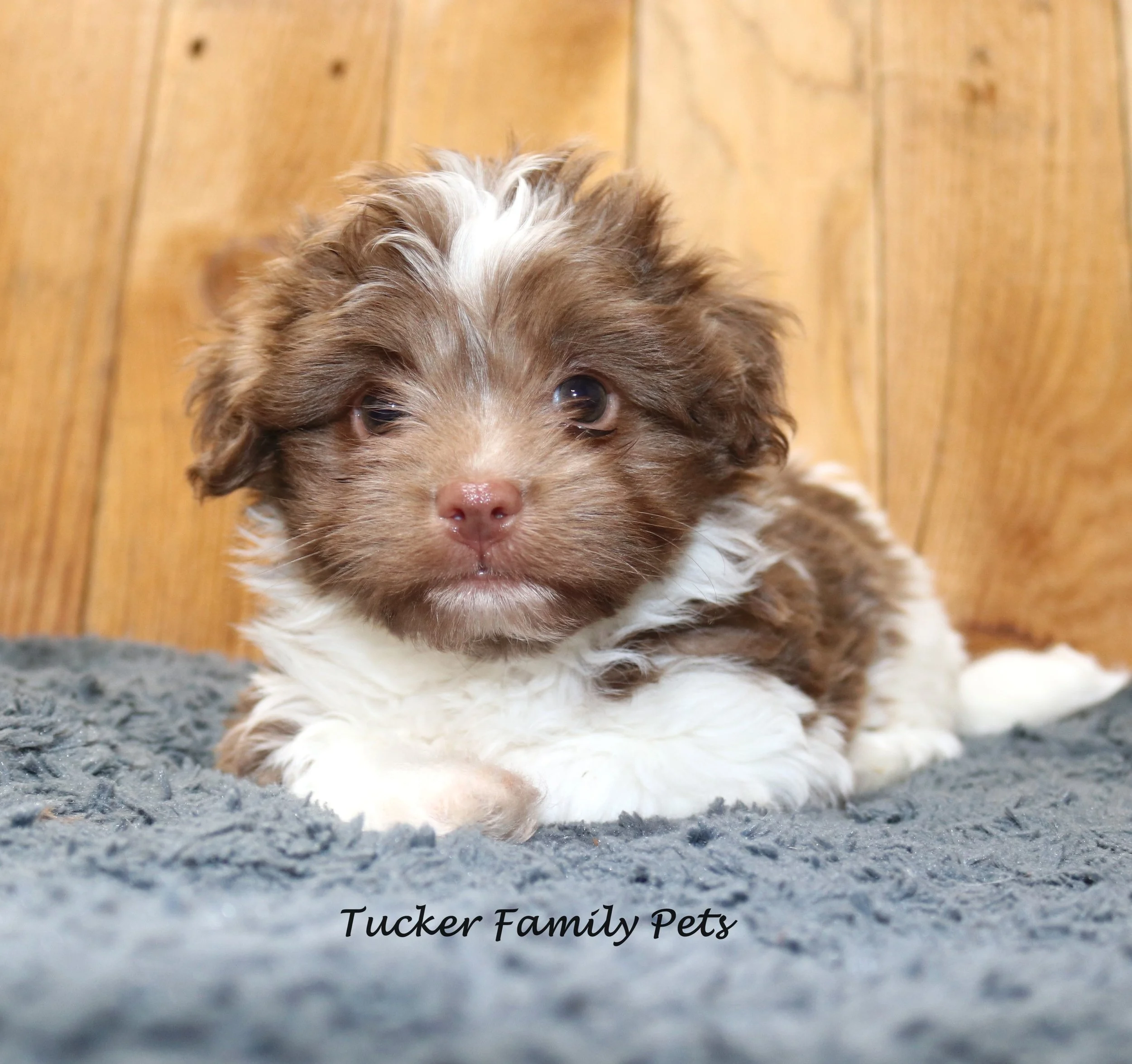 Havanese — Tucker Family Pets