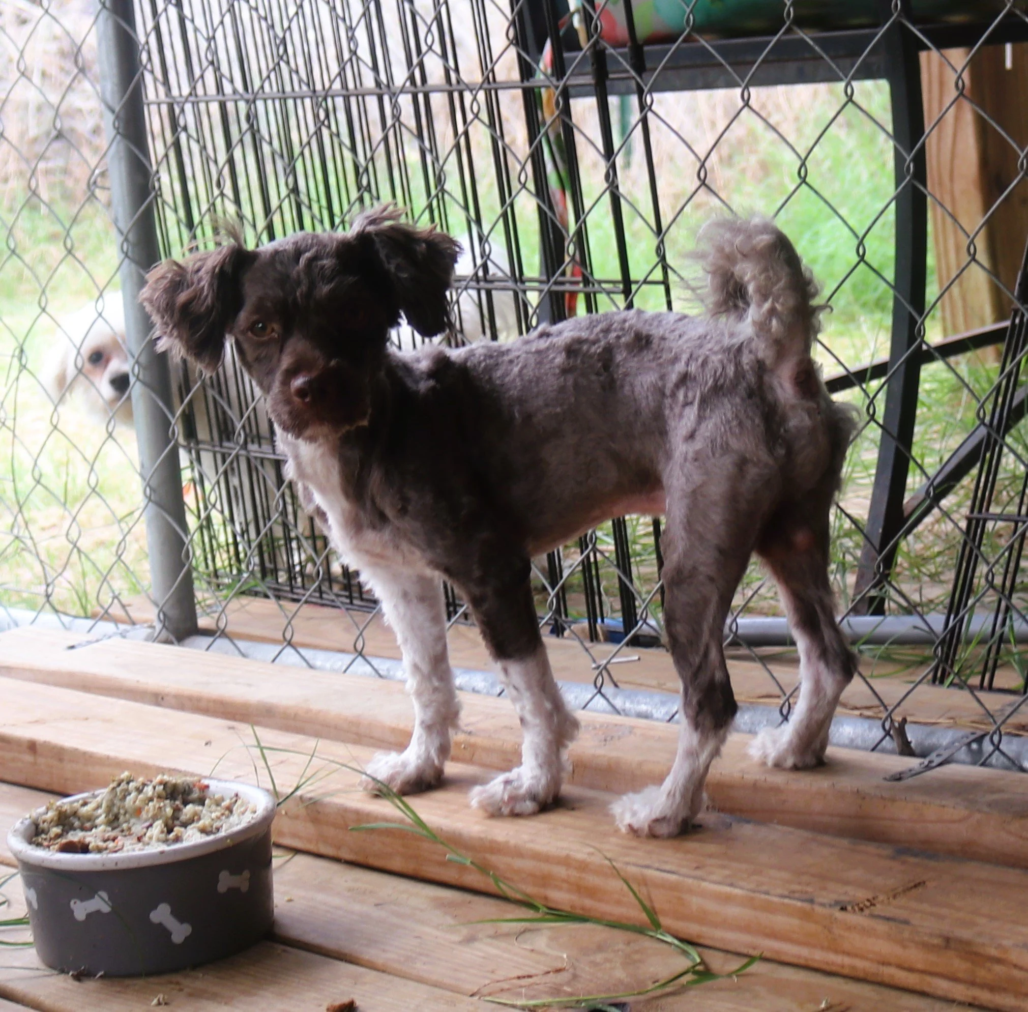 Adults — Tucker Family Pets