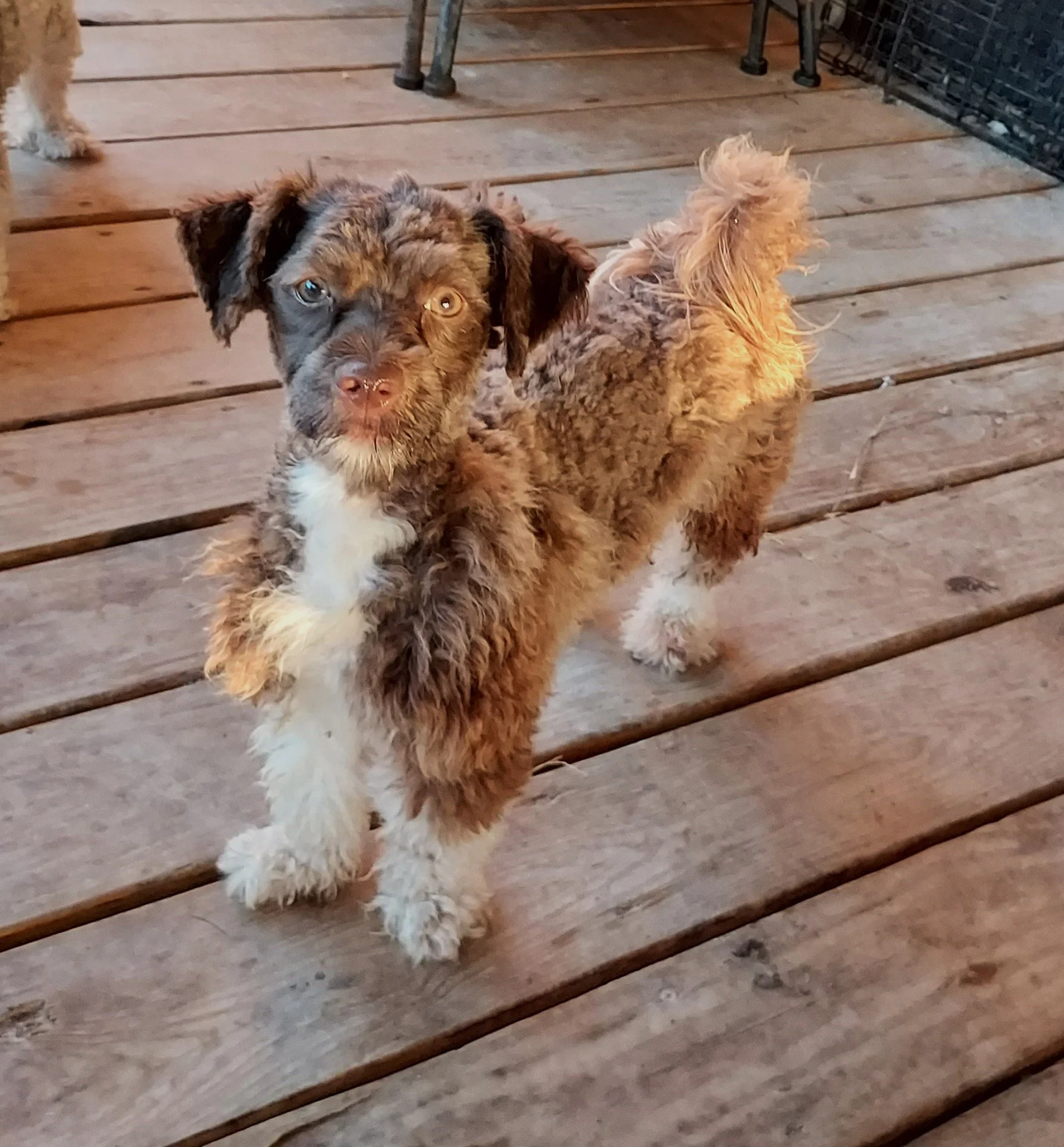 Adults — Tucker Family Pets