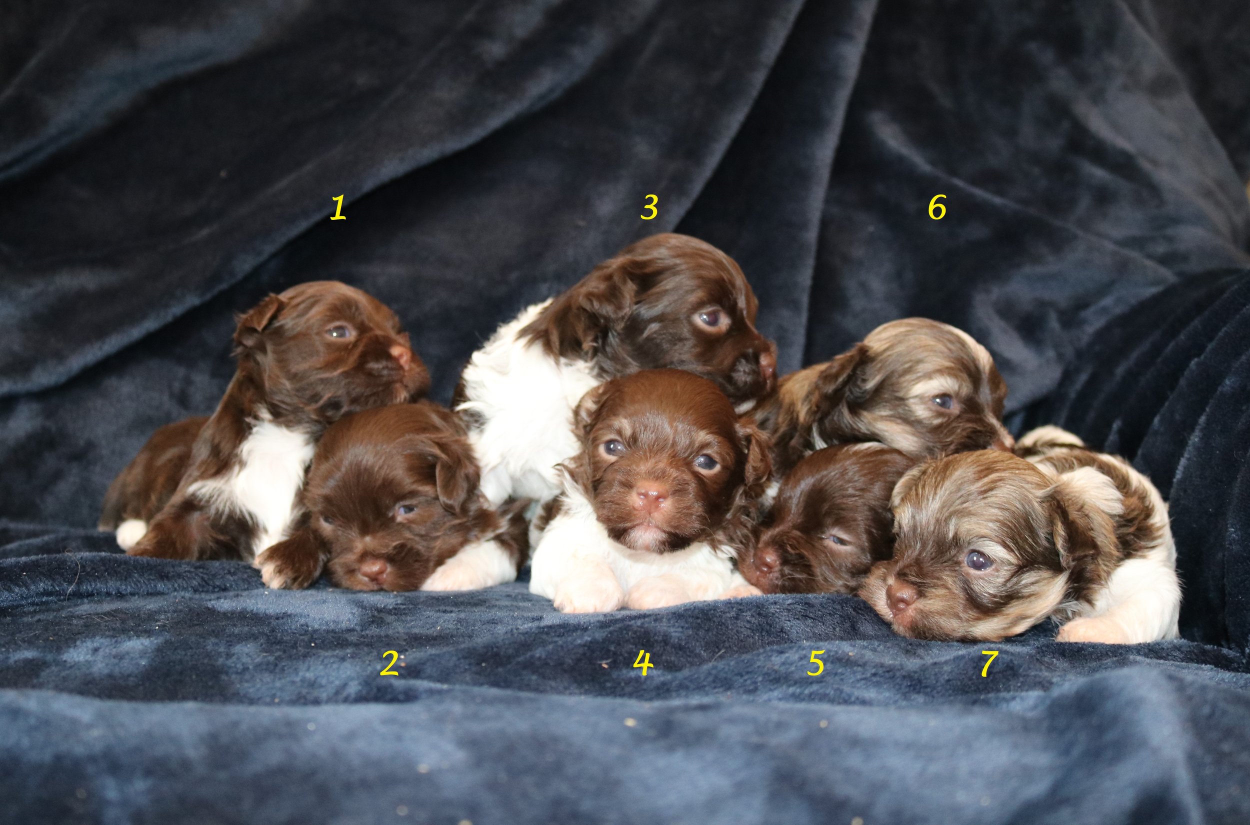 Adults — Tucker Family Pets