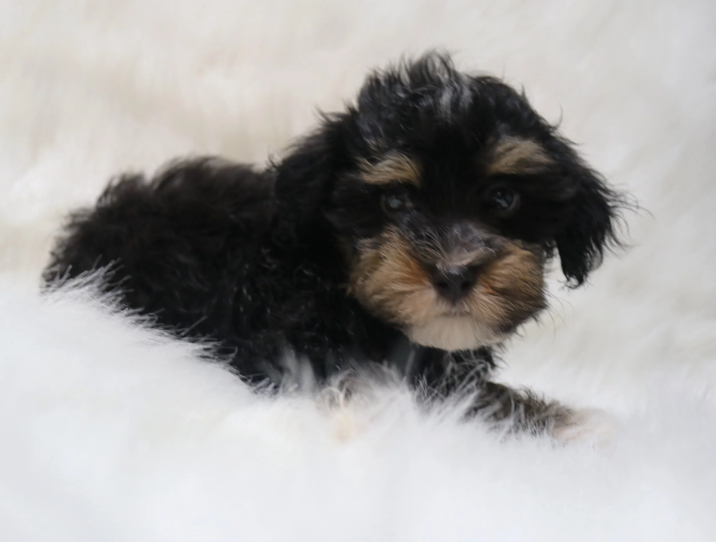Havanese — Tucker Family Pets