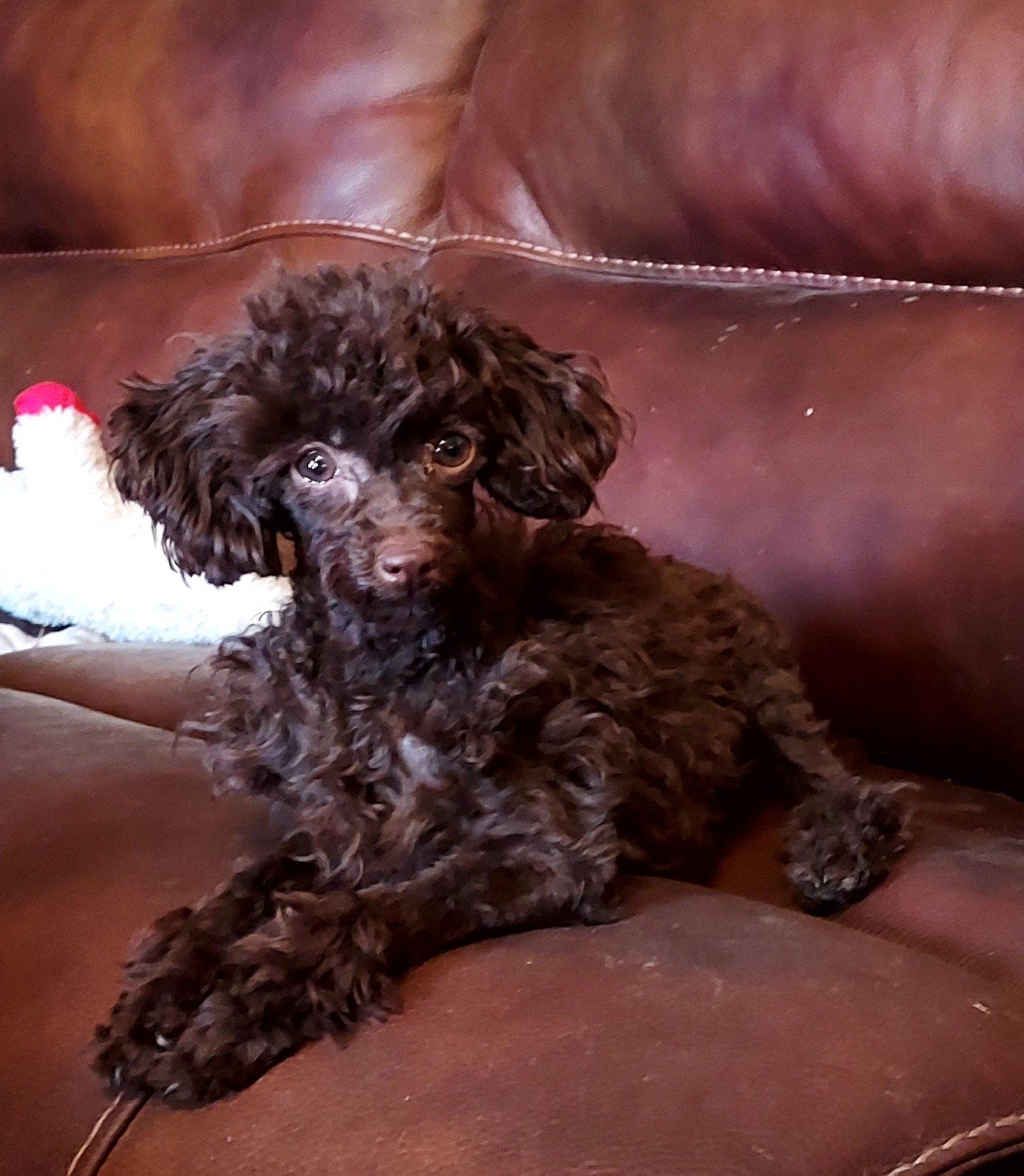 Parents of Puppies — Tucker Family Pets
