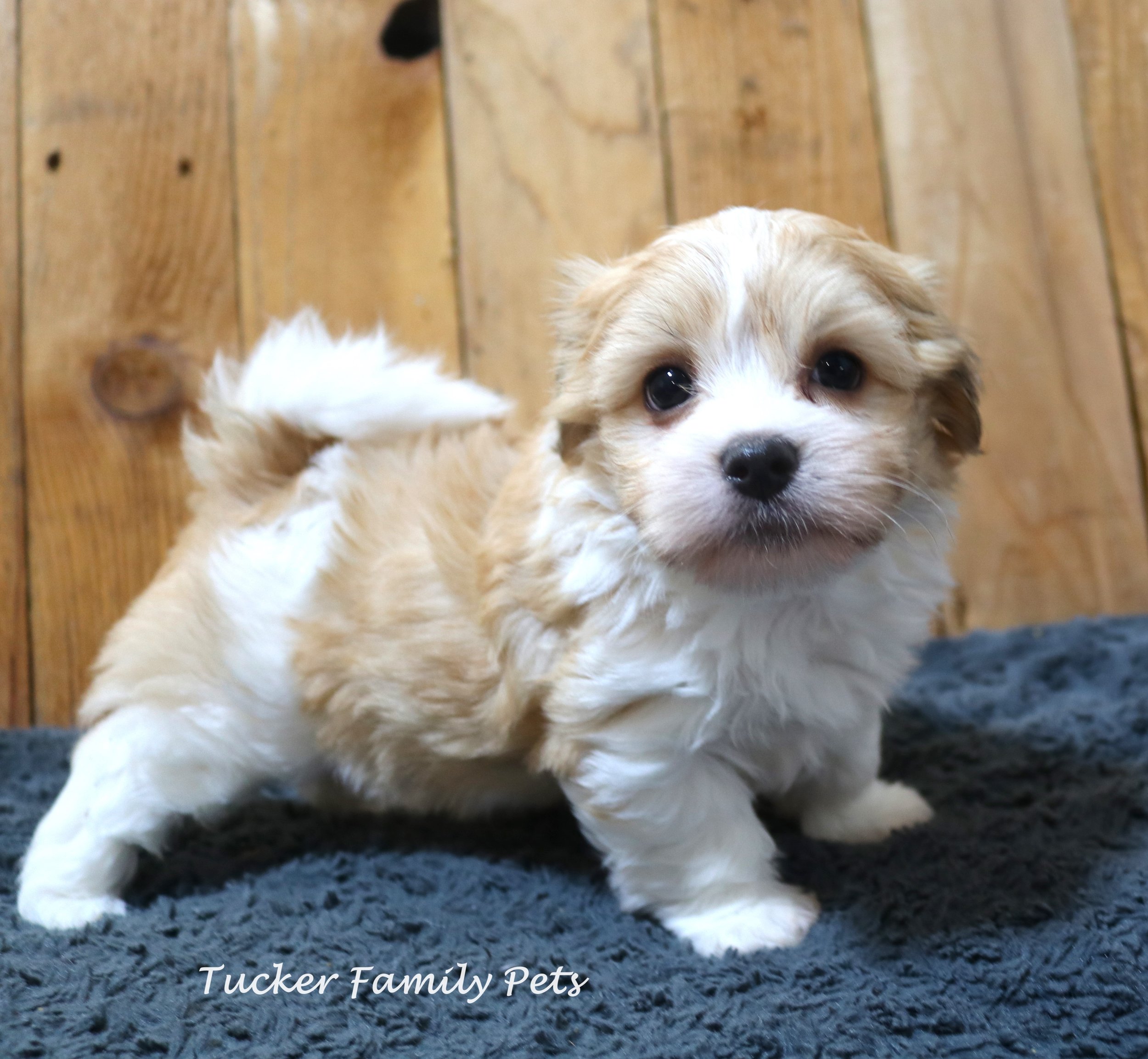 Havanese — Tucker Family Pets