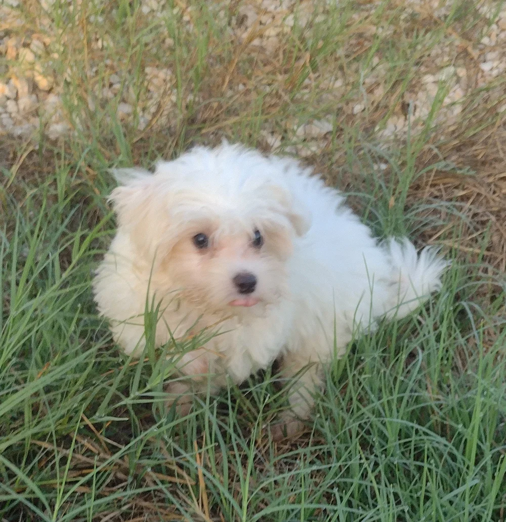 Adults — Tucker Family Pets