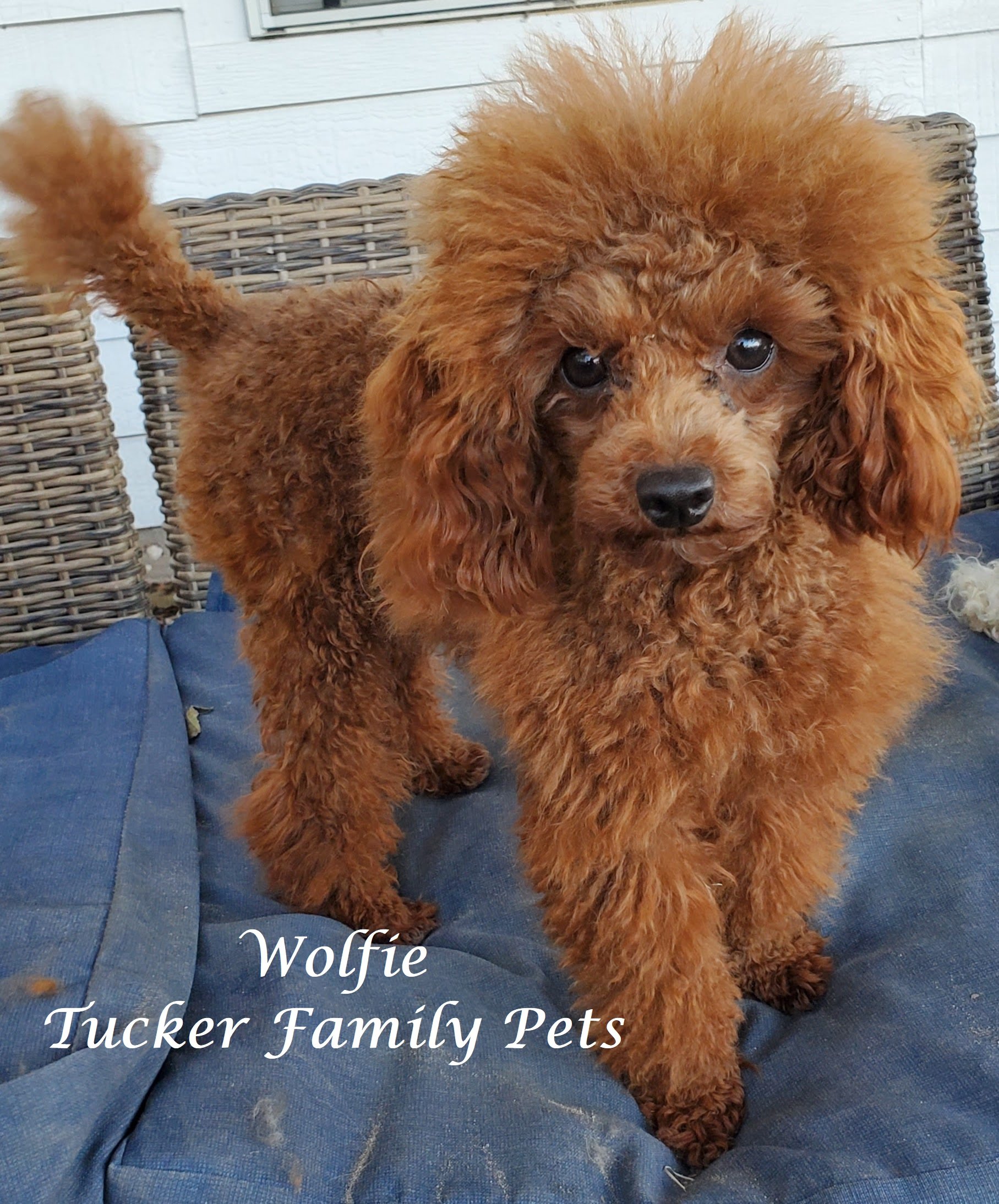 Parents of Puppies — Tucker Family Pets