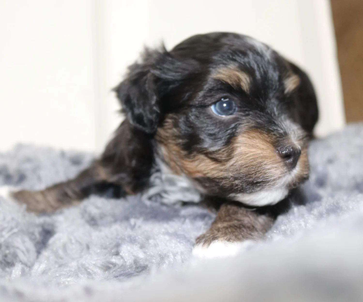 Havanese — Tucker Family Pets