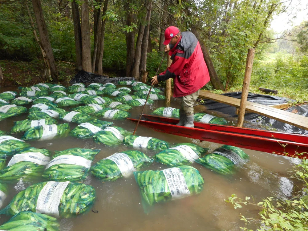 Hunter Brothers Farm - Hydrocooling