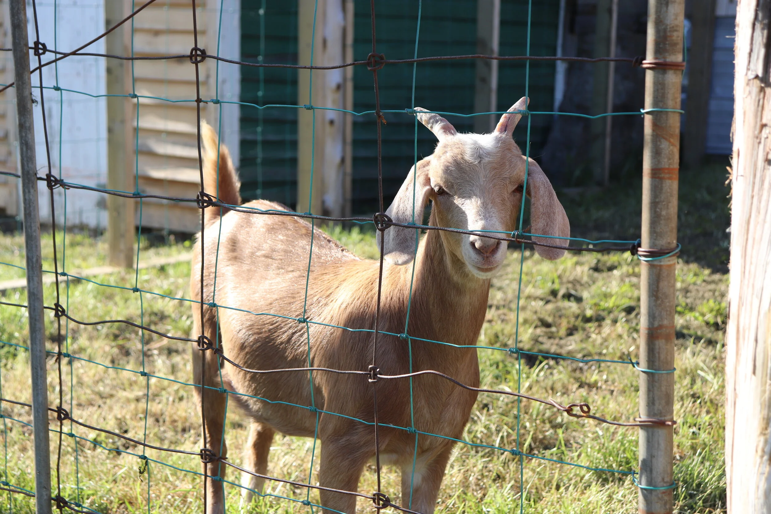 Hunter Brothers Farm - Visit
