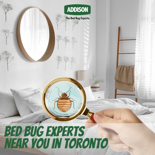 How To Get Rid Of Bed Bugs Toronto Addison Pest Control The Bed