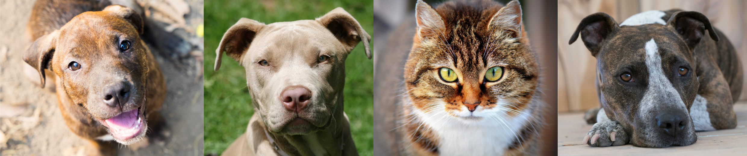 SHELTER-ADOPTIONS — Humane Indiana