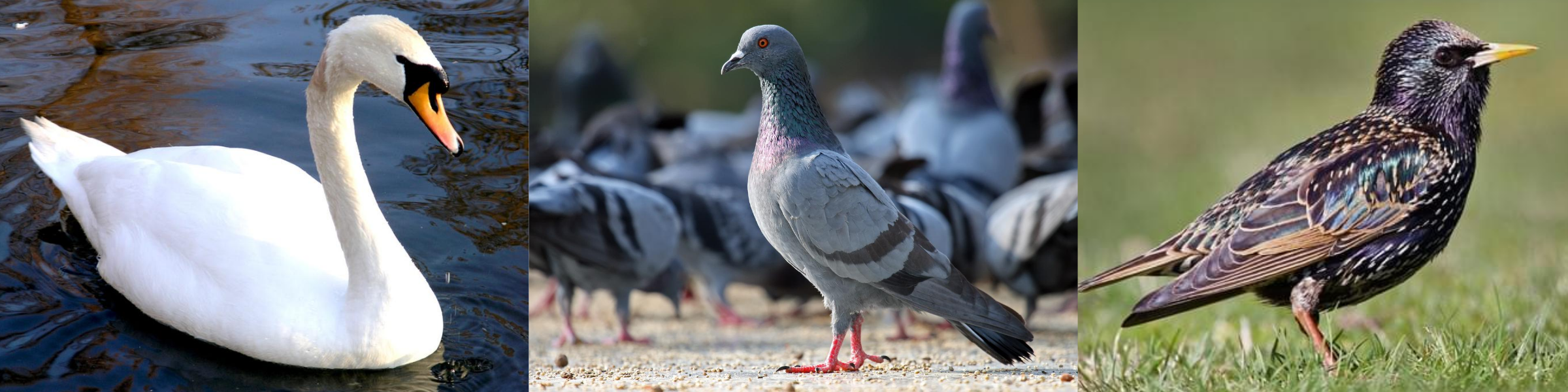 WILDLIFE - KNOWING INVASIVE SPECIES — Humane Indiana