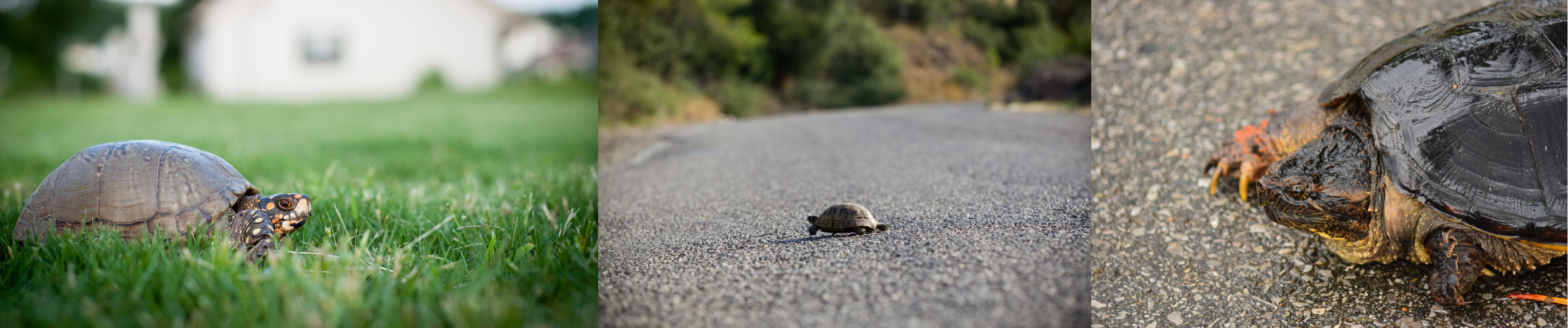 WILDLIFE - PROTECTING HELPING TURTLES — Humane Indiana