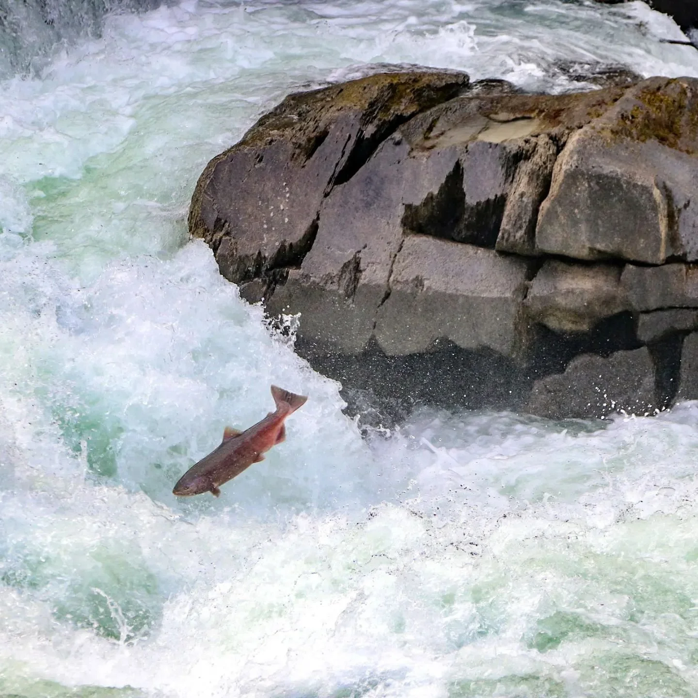 Largest Salmon Run in Four Years - Enjoy it at Thompson Okanagan ...