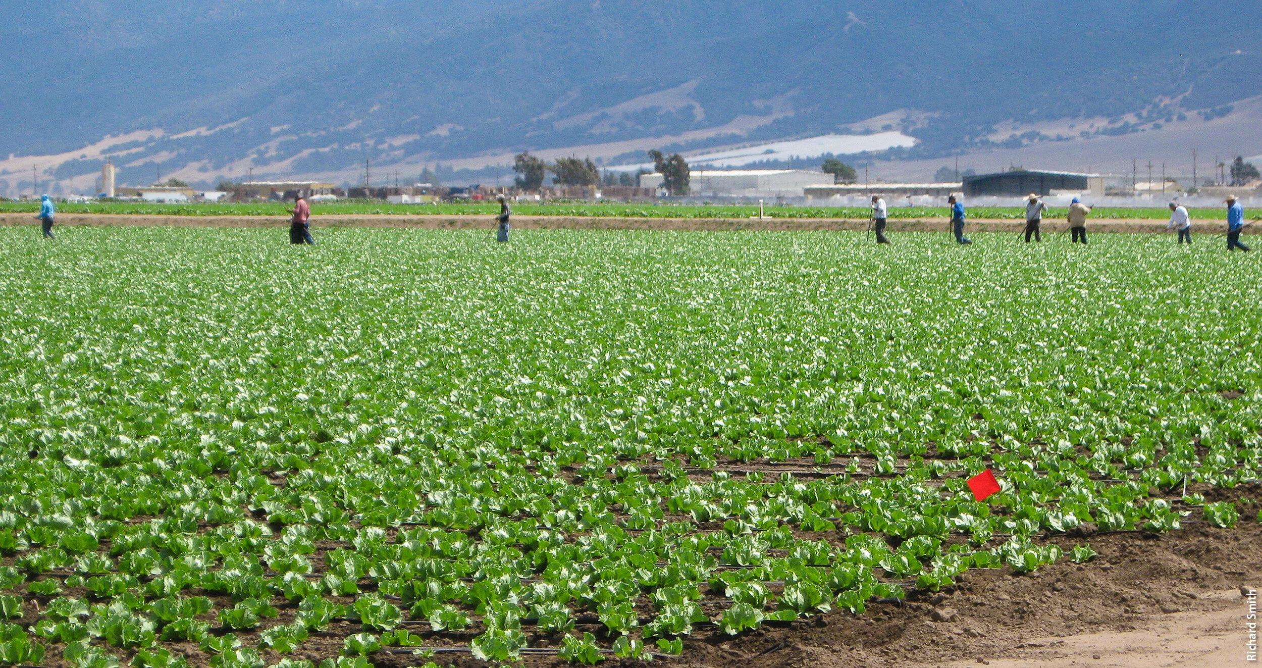 Lettuce Thinning — Imperial Valley Vegetable Growers Assoc.