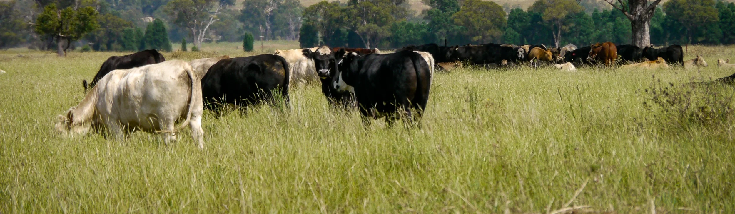 Our Supply Chain — Australian Organic Meats
