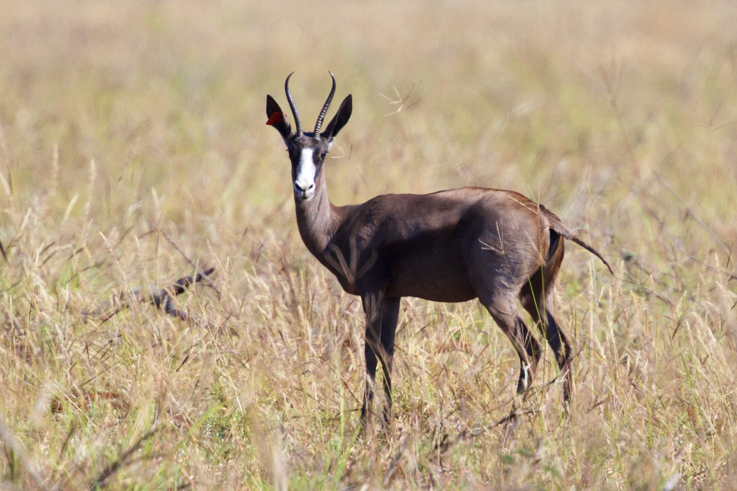 ANIMALS ON LENTEGEUR Wildfarm in South Africa — Lentegeur Wildlife
