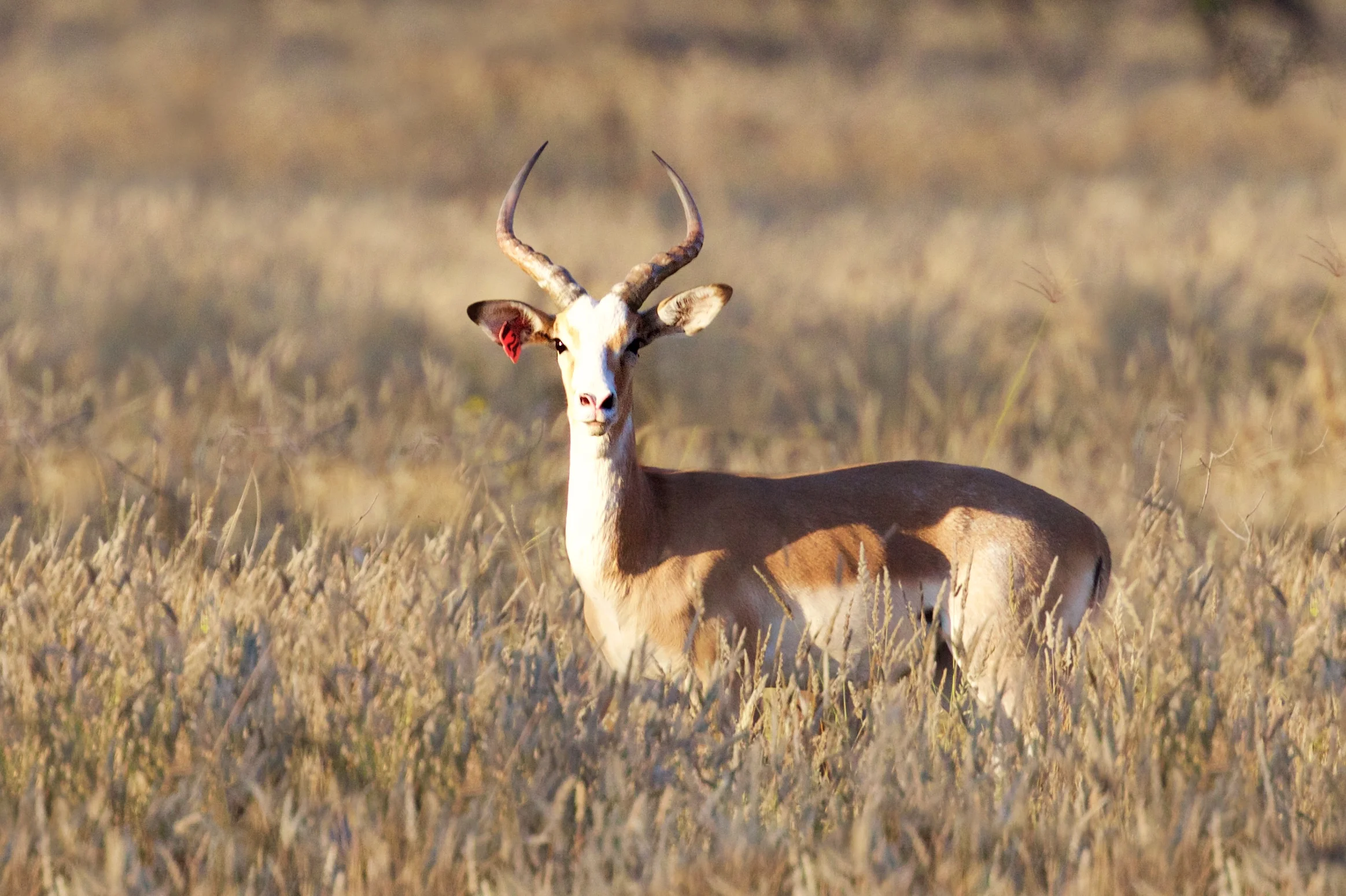 ANIMALS ON LENTEGEUR Wildfarm in South Africa — Lentegeur Wildlife