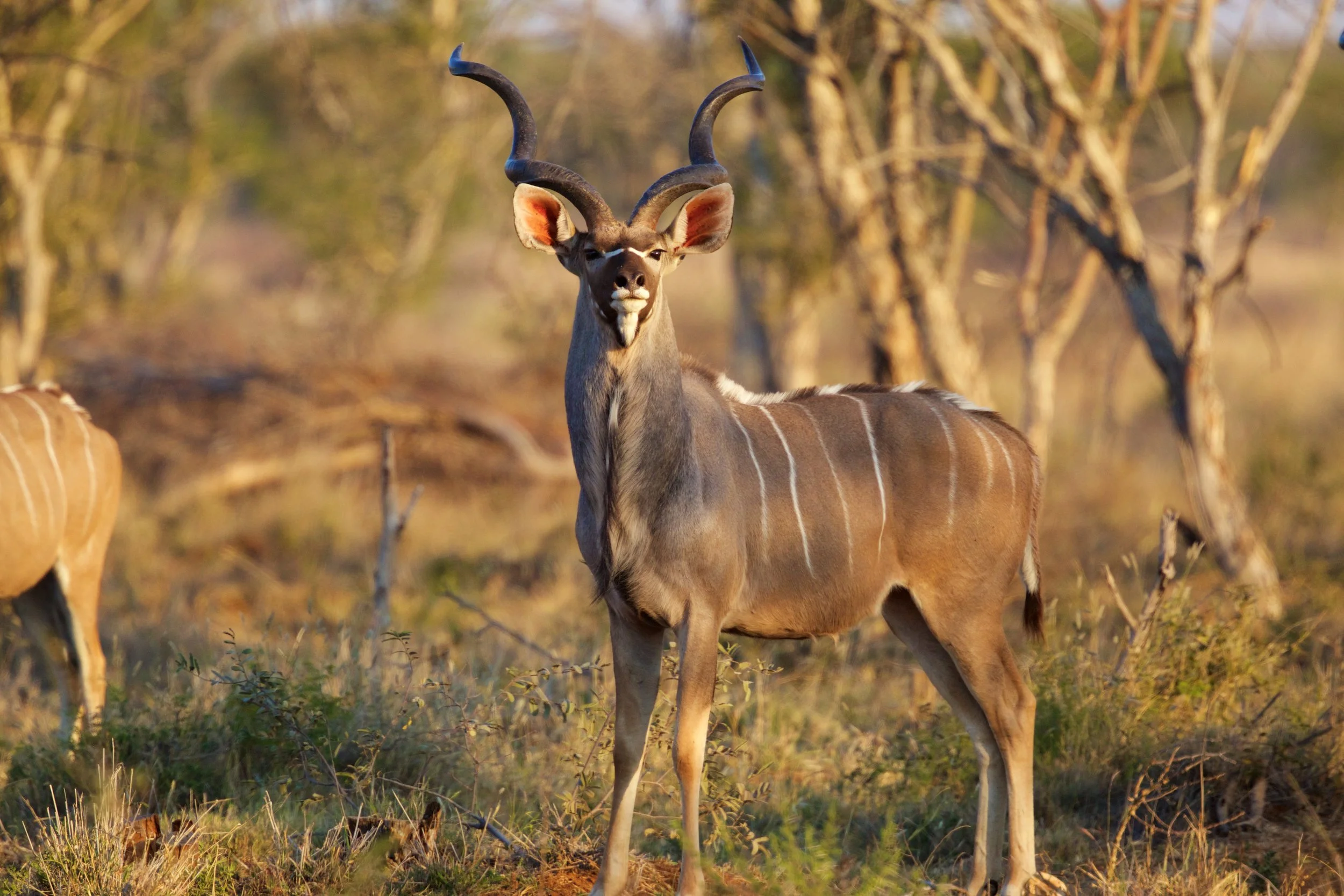 ANIMALS ON LENTEGEUR Wildfarm in South Africa — Lentegeur Wildlife
