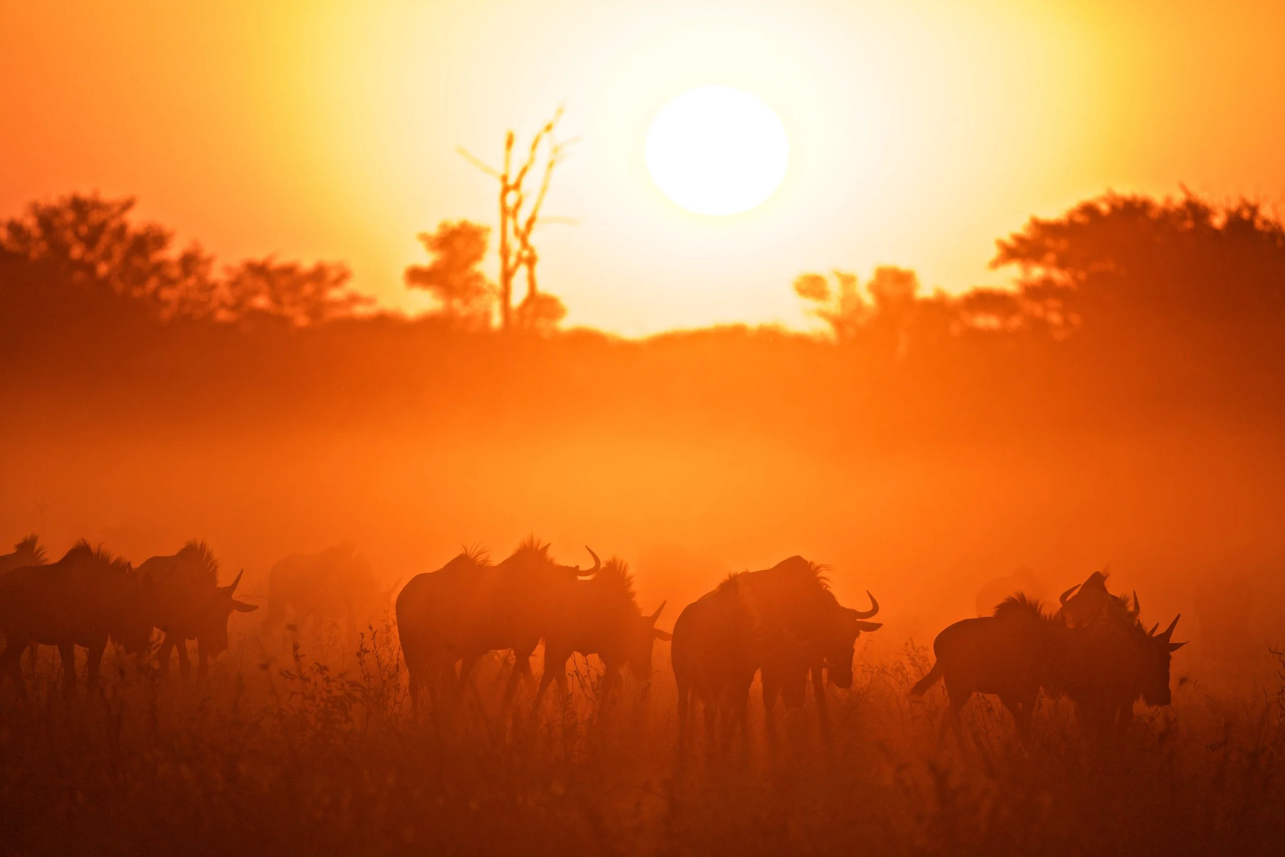 Lodging at Lentegeur Wildlife — Lentegeur Wildlife