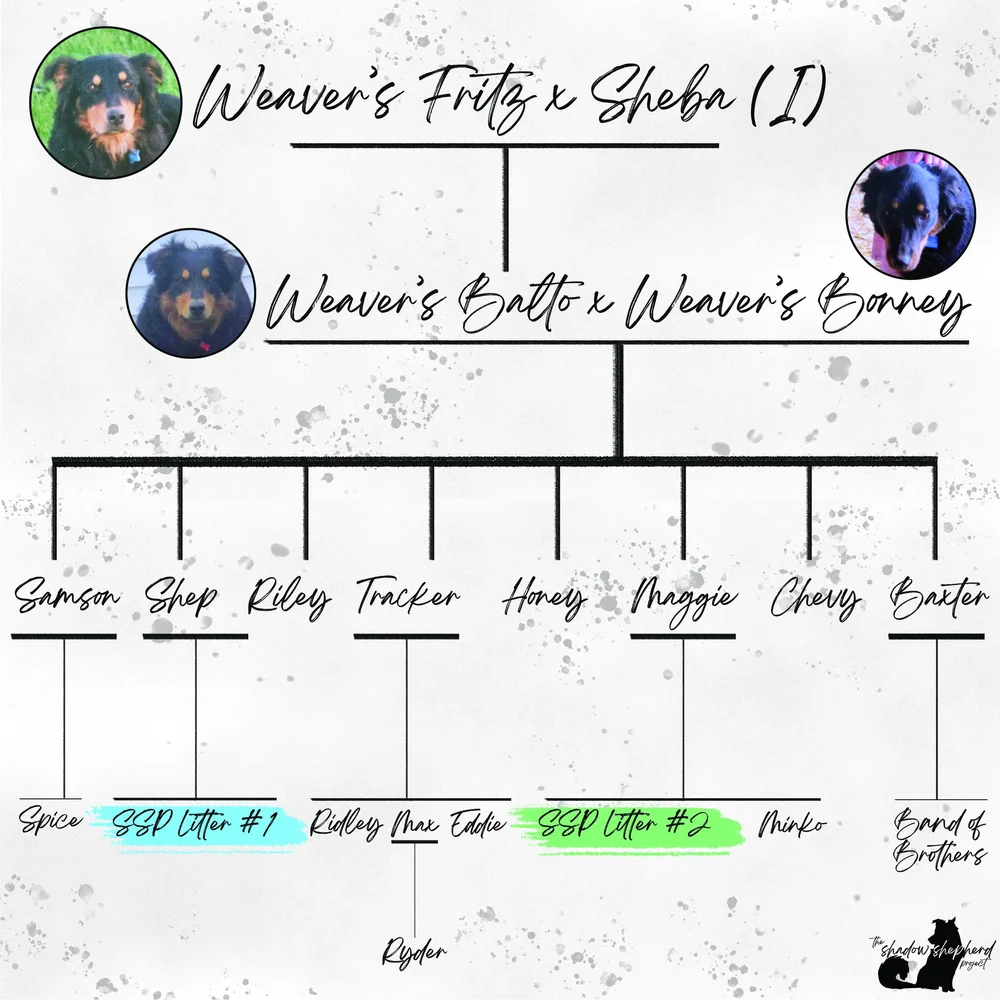 English Shepherd Breeders Weaver's Fritz — SSP