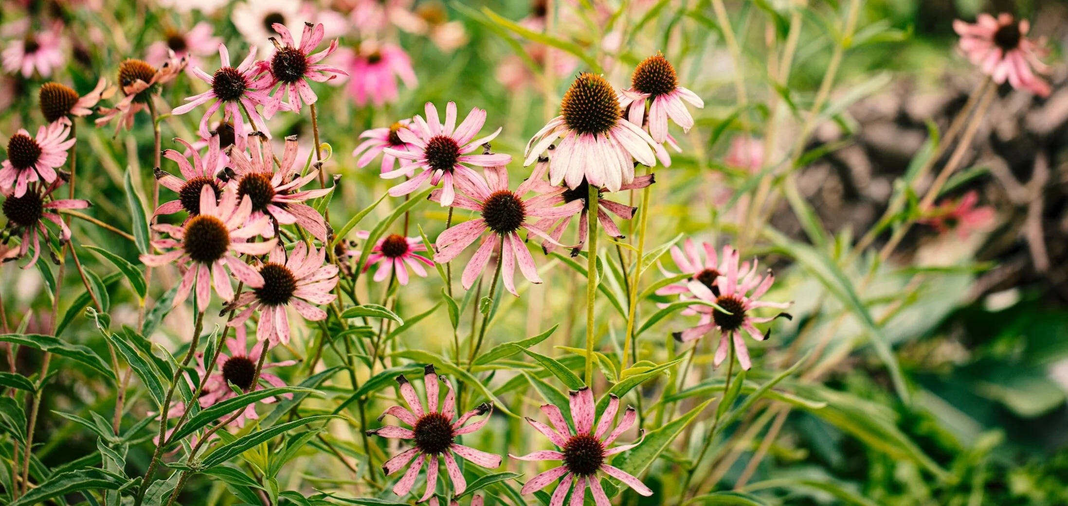 Echinacea